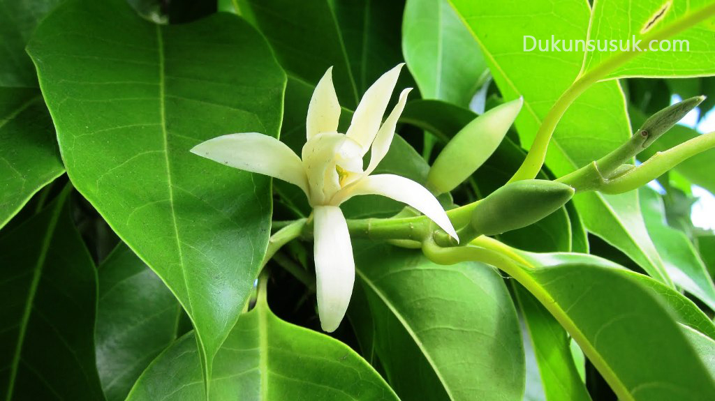 Dukun 'Online' Dedah Nama Artis Wanita Pakai Susuk - Murai MY